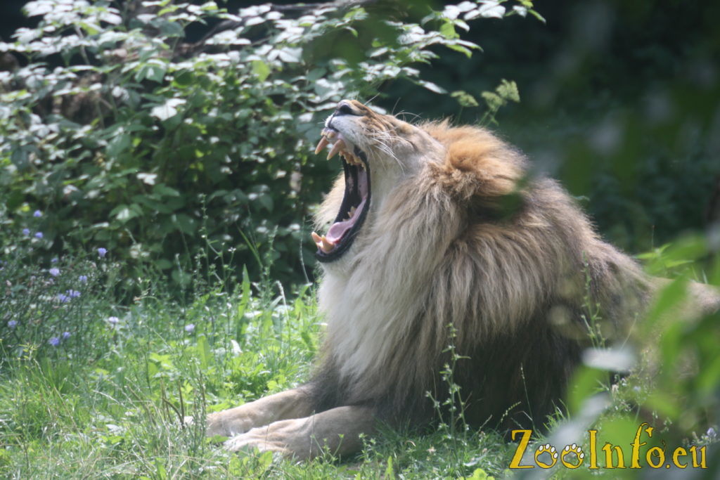 Zoo Rostock - ZooInfo.eu